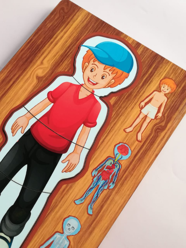 CUERPO HUMANO EN 4 CAPAS - LIBRA