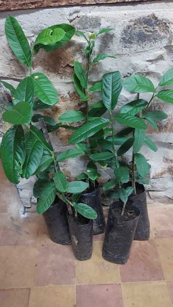 Planta de Limón mano de buda - La Huertina Garden