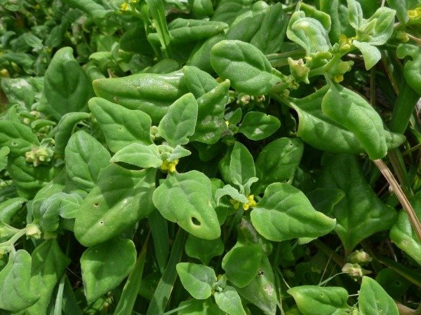 SEMILLAS DE ESPINACA DE NUEVA ZELANDA RASTRERA - SEMILLA MADRE