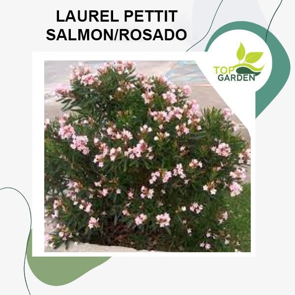 Laurel Pettit Salmón - Top Garden