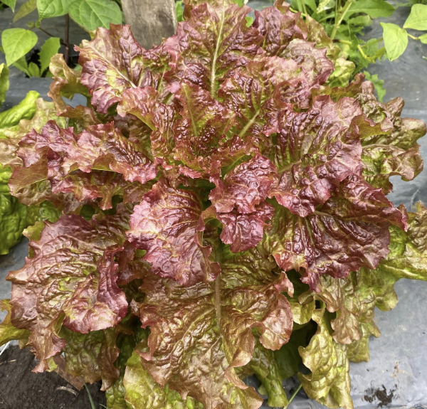 SEMILLAS DE LECHUGA DE MANTECA ROJA - SEMILLA MADRE