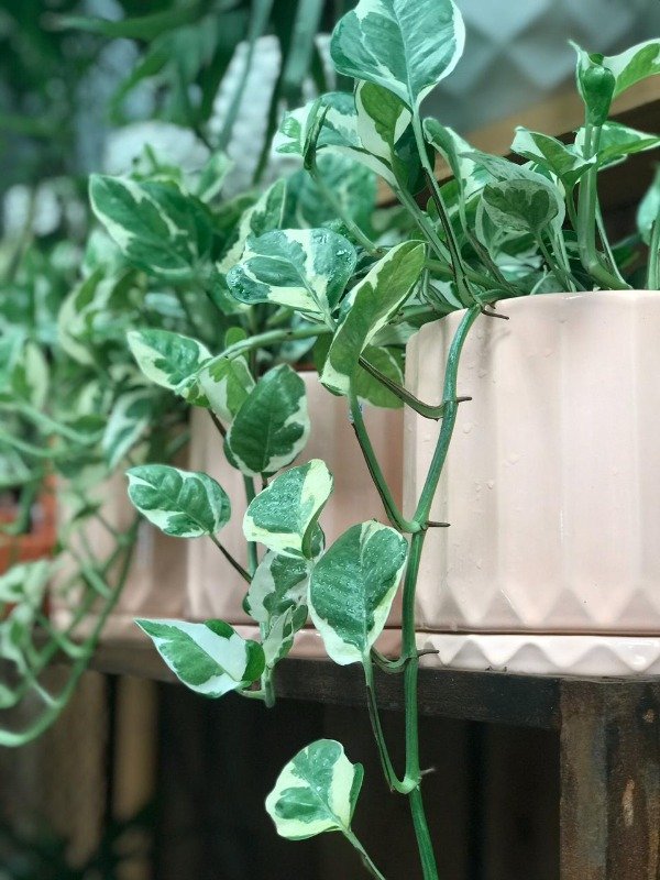 Potus - El rincón de Filomena