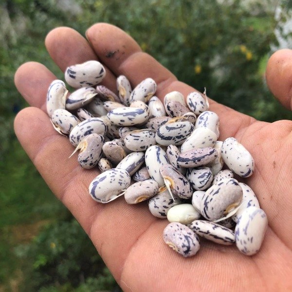 SEMILLAS DE CHAUCHA LENGUA DE DRAGON ENANA - SEMILLA MADRE