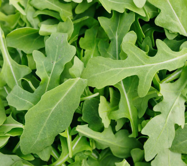 SEMILLAS DE RUCULA HOJA ANCHA - SEMILLA MADRE