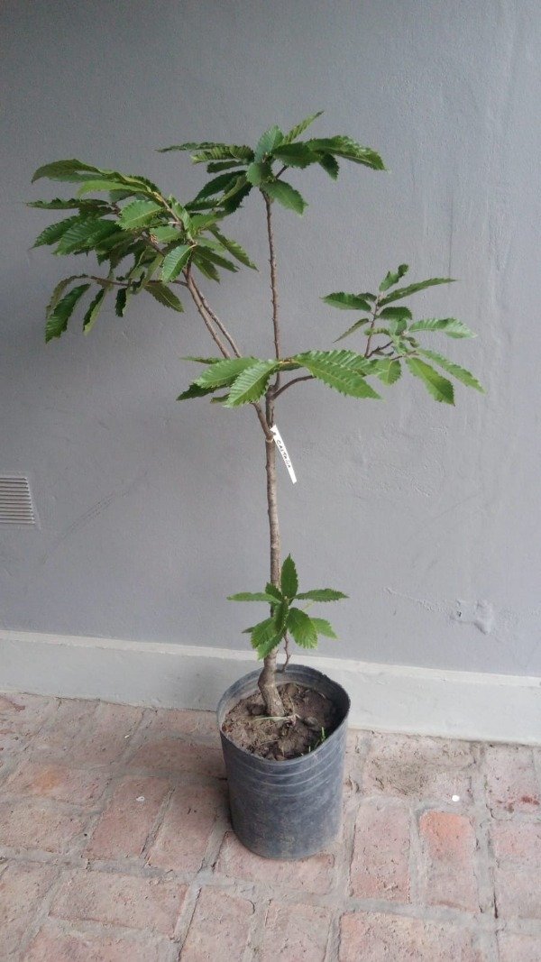 Castaño - árbol de castañas - La Huertina Garden