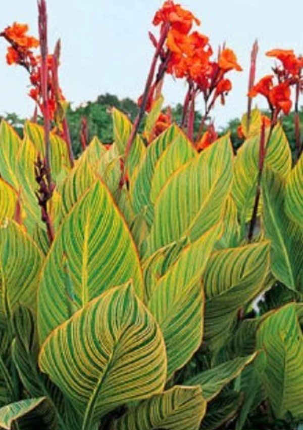 Canna Bengal tiger - ViveroAcuático Naturalia