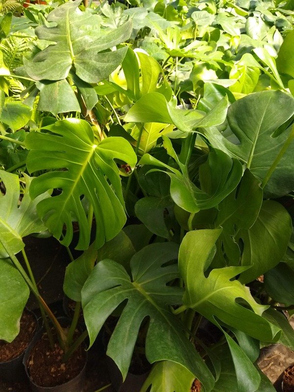 Monstera " Costilla de Adán " - Maceta 10 litros - plantas morenal