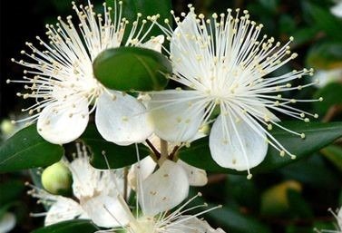 Tienda online de NUBÍGENA