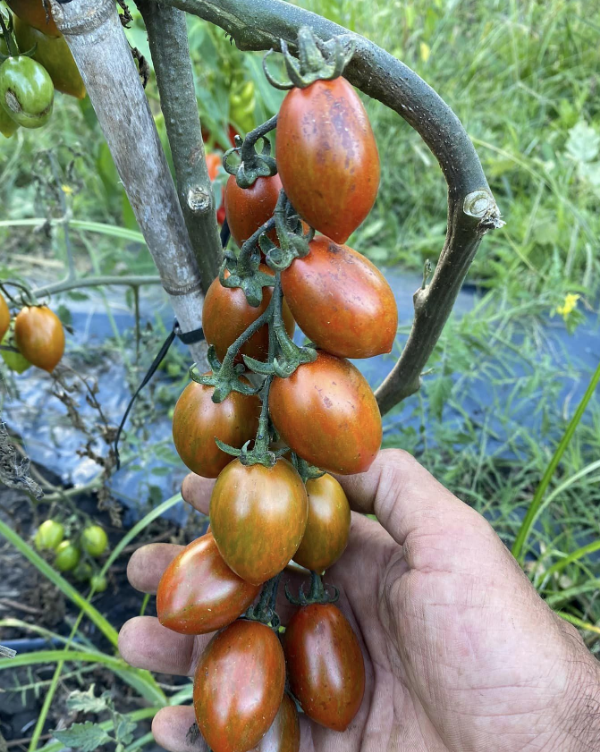 COMBO SEMILLAS DE TOMATES CHERRY ITALIANOS 6 VARIEDADES - SEMILLA MADRE