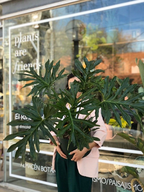 Philodendron - El rincón de Filomena