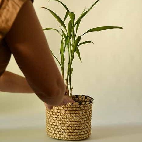Tienda online de VV plants