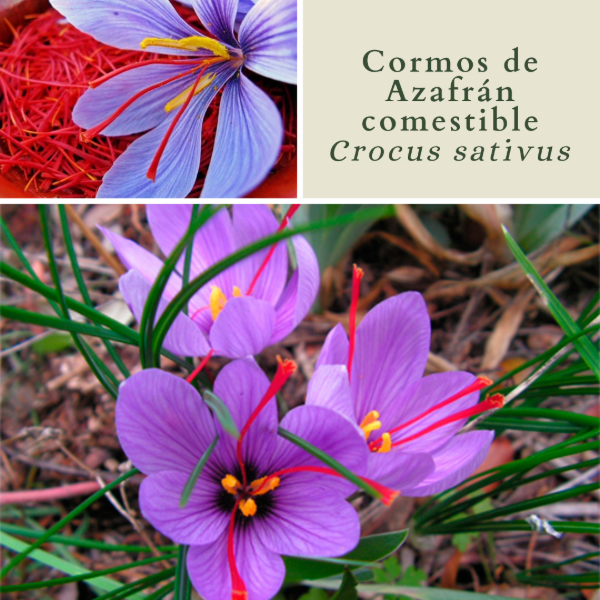 5 Cormos de Azafrán T4 - Crocus sativus - Manos a la Tierra
