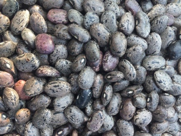 SEMILLAS DE POROTO MORO CHAUCHA PLANTA ENANA - SEMILLA MADRE