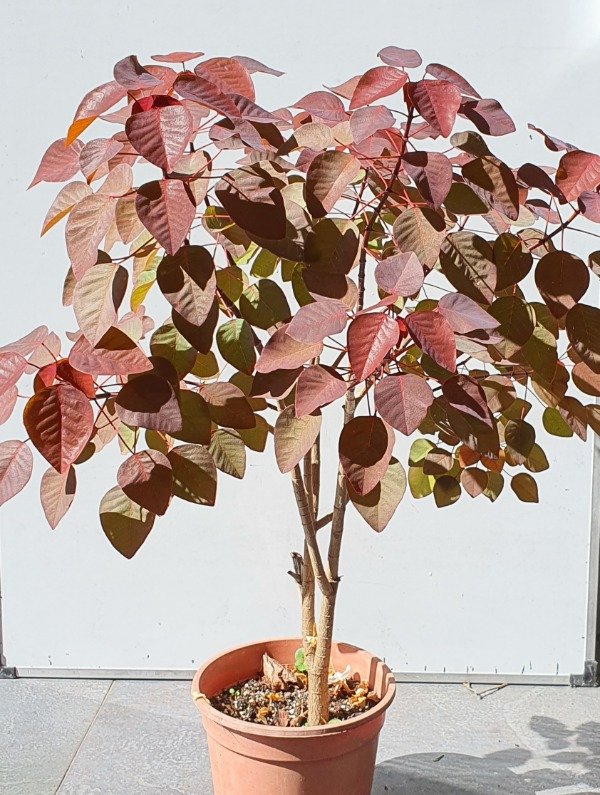 Lechero rojo o lechero de cumaná. Euphorbia cotinifolia - Tienda Humus