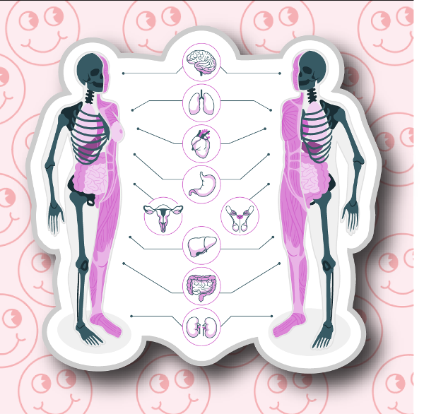 Anatomía básica mujer y hombre - Tienda de Stickers