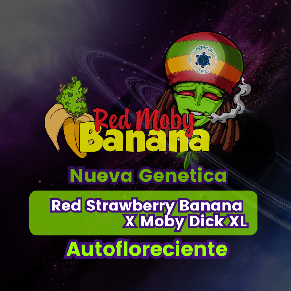 Tienda online de Merkaba Seeds
