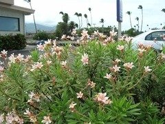 Laurel Pettit Salmón - Top Garden