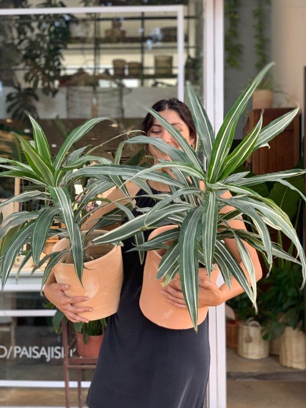 Dracenas - El rincón de Filomena