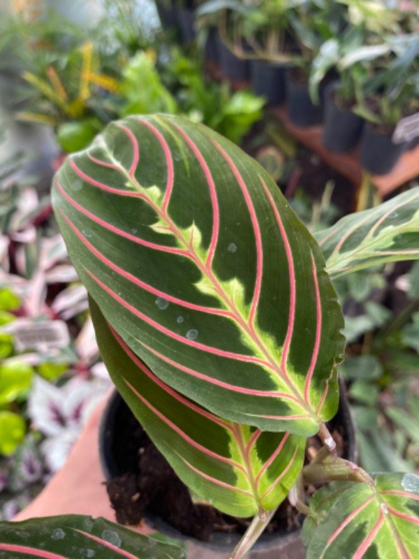 Tienda online de La Pipa Plantas