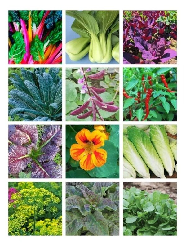 Combo 12 Variedades De Semillas De Hortalizas "Raras" - Semillas Estrella