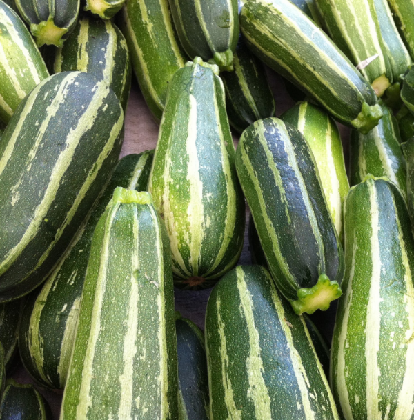SEMILLAS DE ZUCCHINI COCOZELLA CALABACIN RAYADO ITALIANO - SEMILLA MADRE
