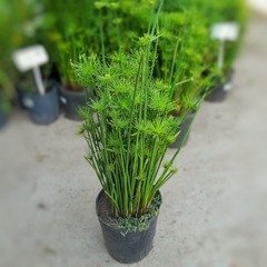 Papiro Enano - Top Garden