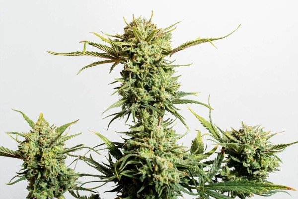 Kannabia Auto - Mota Negra