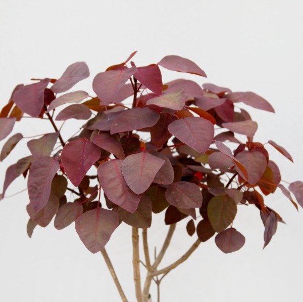 Lechero rojo o lechero de cumaná. Euphorbia cotinifolia - Tienda Humus