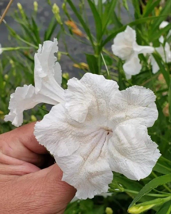 Ruellia simplex 'Dominicana' - ViveroAcuático Naturalia
