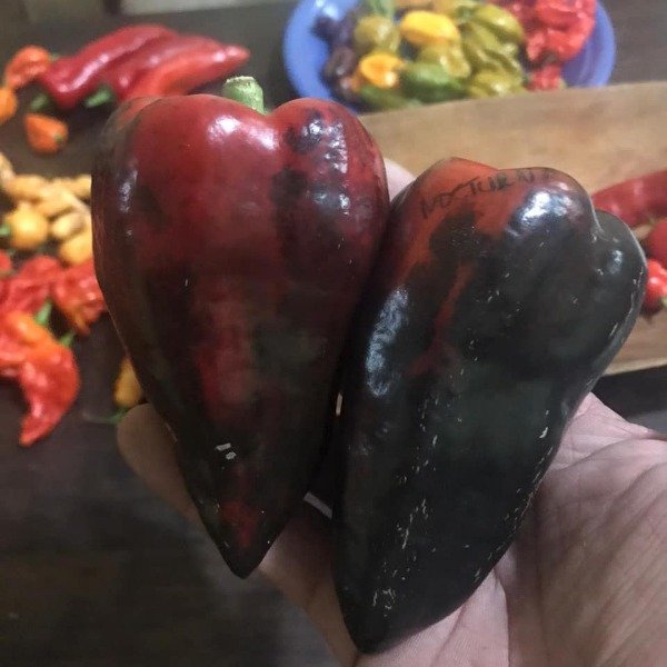 SEMILLAS DE AJI DULCE NOCTURNE MORRON NEGRO - SEMILLA MADRE