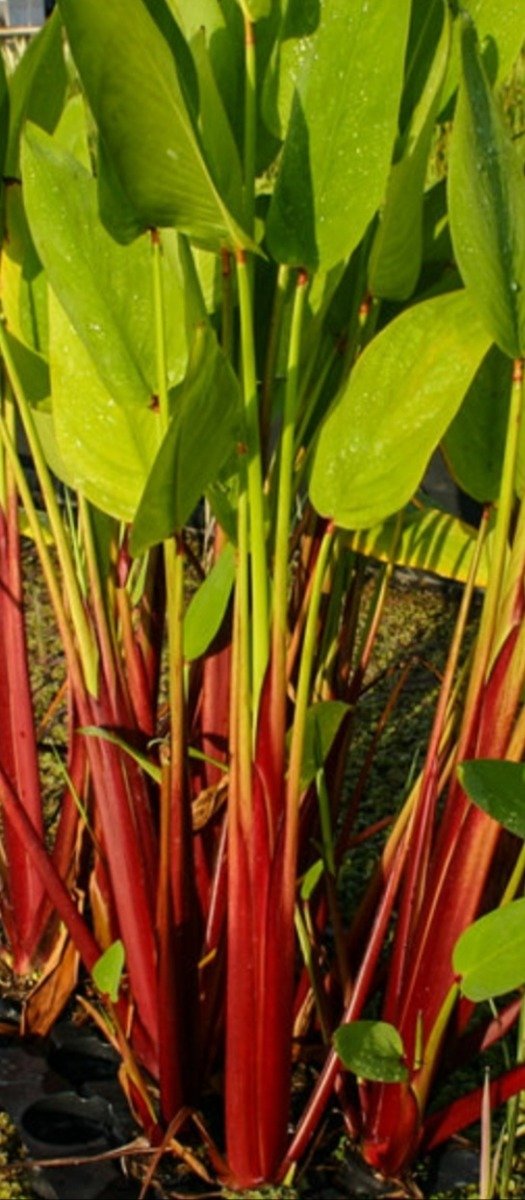 Thalia red stem - ViveroAcuático Naturalia