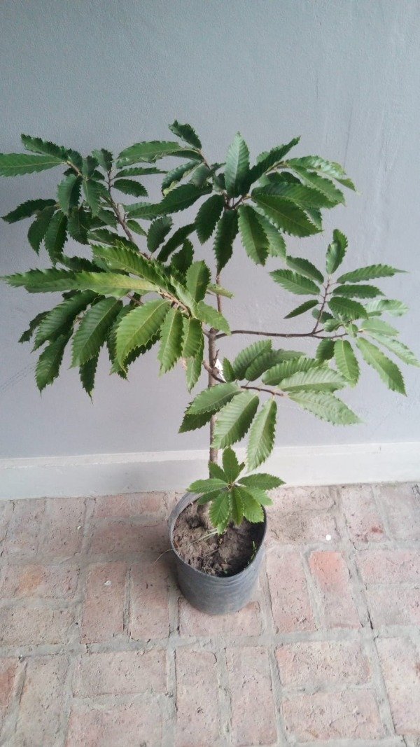 Castaño - árbol de castañas - La Huertina Garden