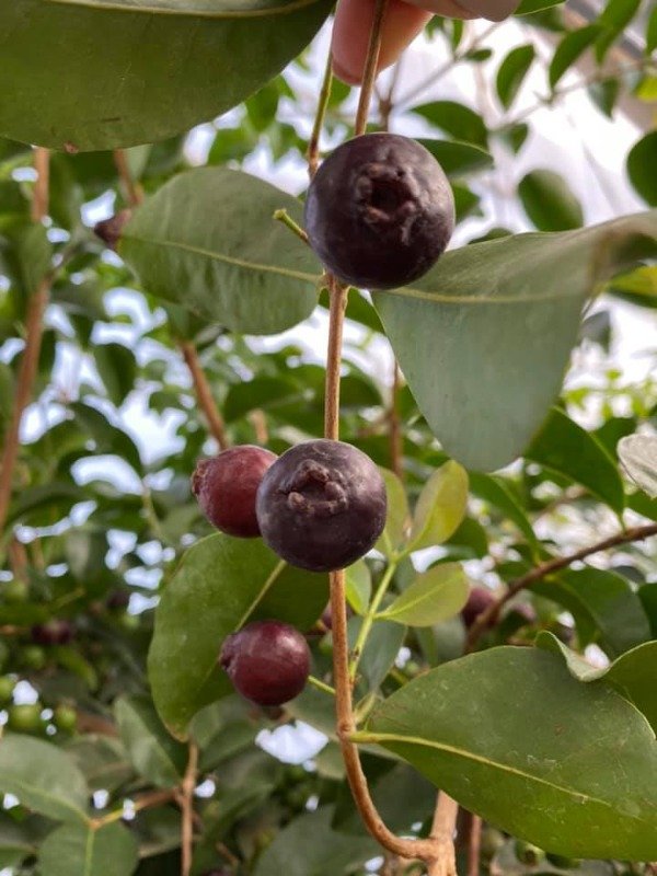 Planta de Arazá negro - guayaba morada del bosque - La Huertina Garden