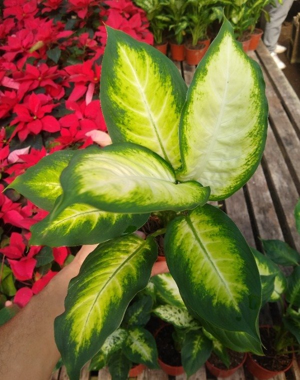 Dieffenbachia Mariana - Maceta 12 - plantas morenal