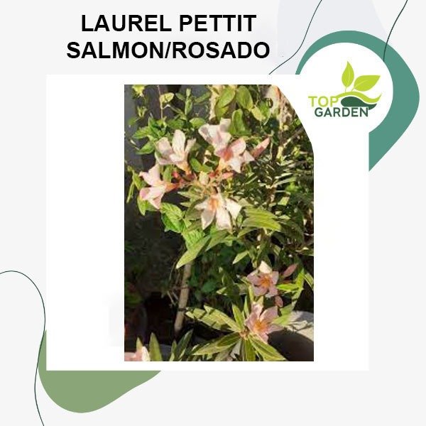 Laurel Pettit Salmón - Top Garden