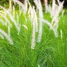 30 semillas Pennisetum setaceum rupelli - Xeros