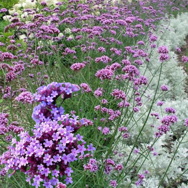 Verbena Bonariensis - Top Garden