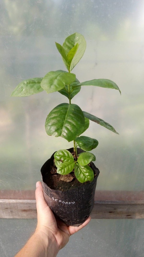 Planta de Arazá serrano - La Huertina Garden