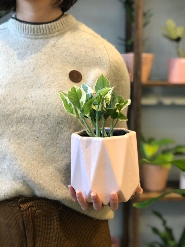 Potus - El rincón de Filomena