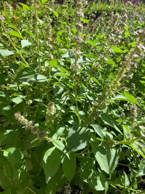 Tienda online de Huertas Agroecologicas