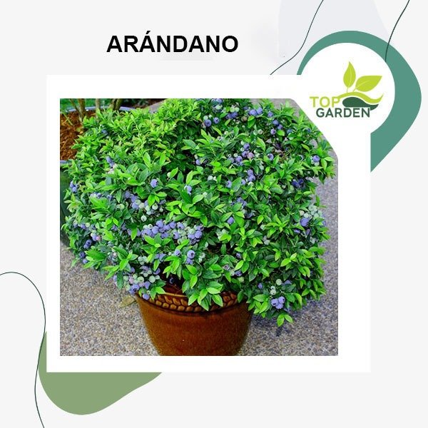 Arándano - Top Garden