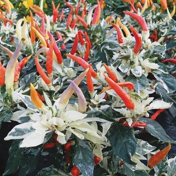 SEMILLAS DE AJI PICANTE UCHU CREAM - SEMILLA MADRE